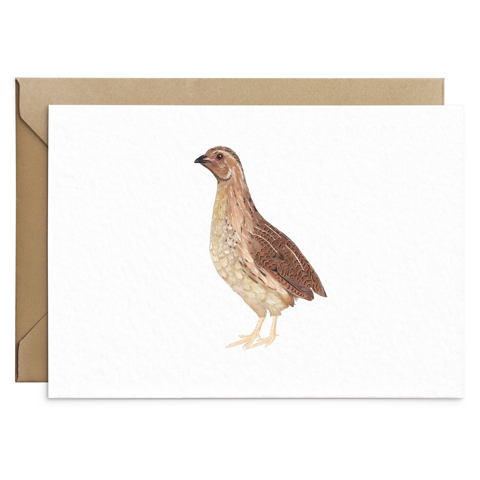 Common Quail Card - Birds - Poppins & Co.